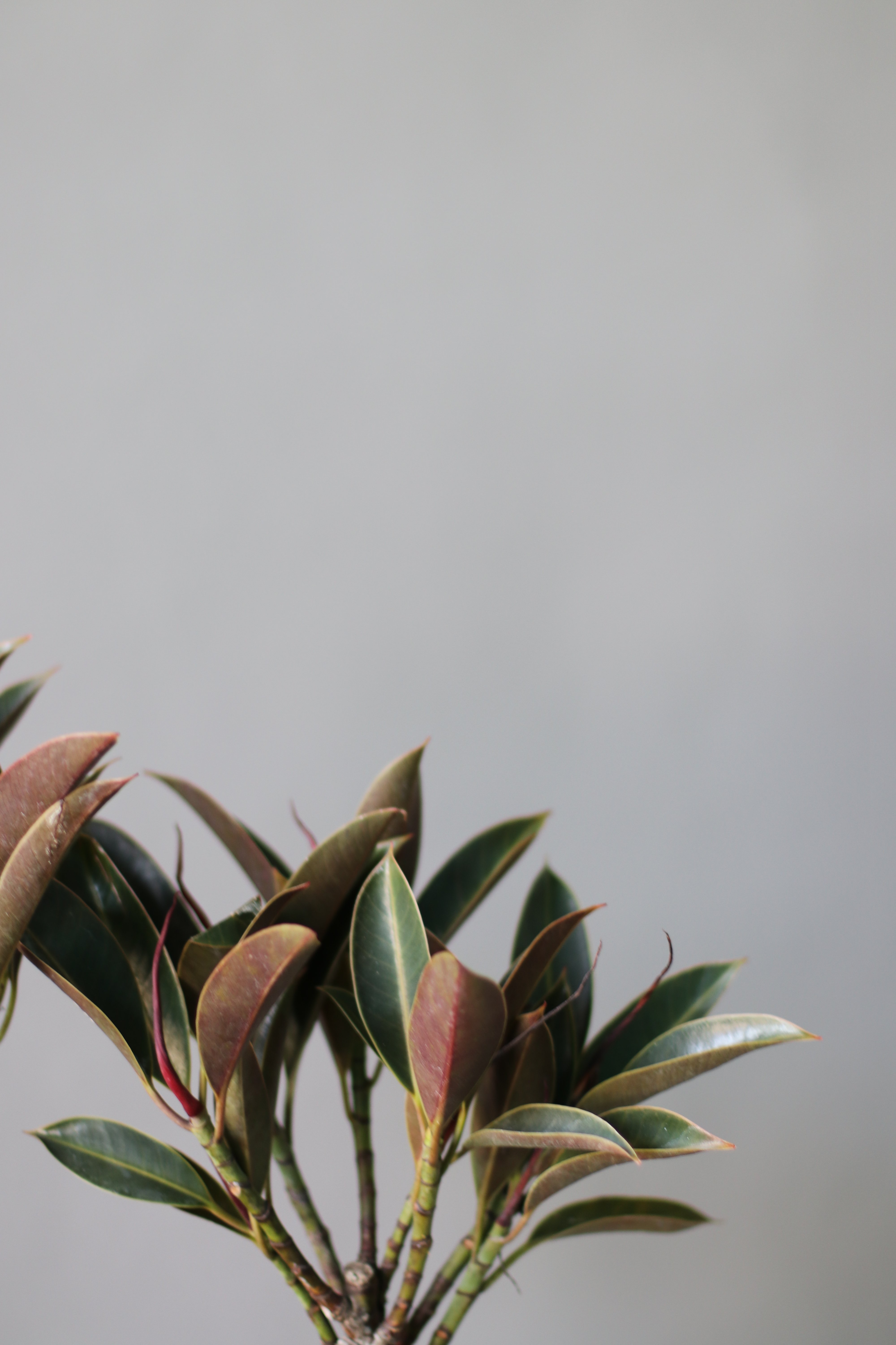 Фикус каучуконосный Мелани купить в Минске с доставкой | Cactus.by